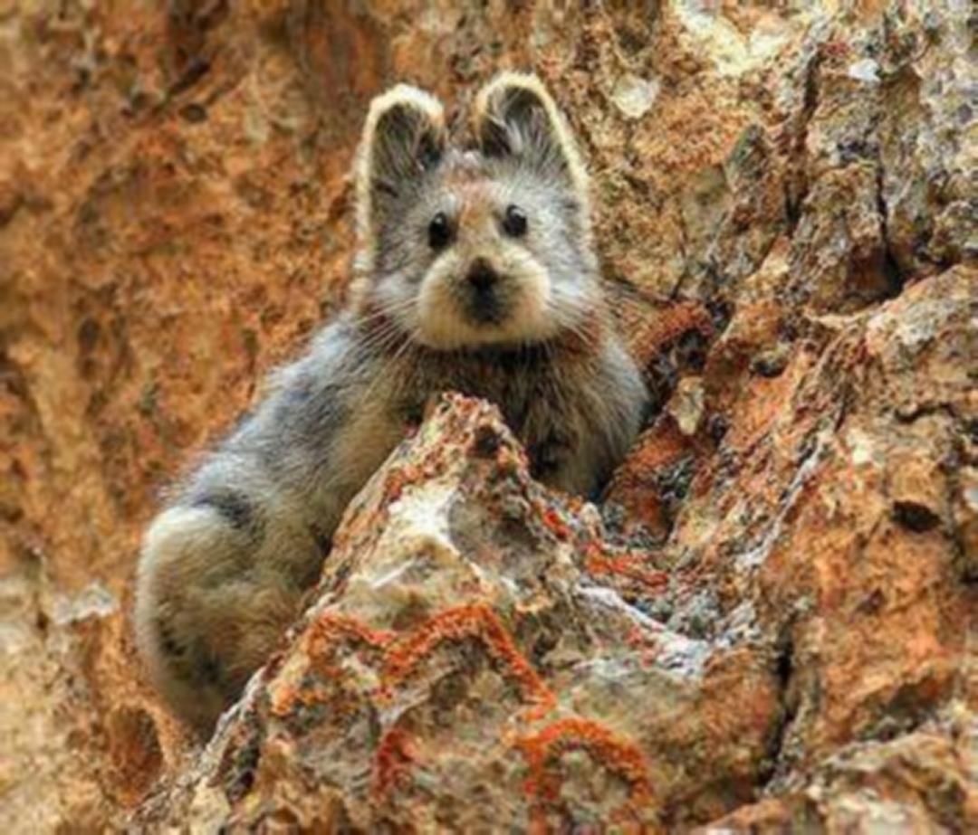 兔年聊兔（三）：野“兔”的处境_澎湃号·政务_澎湃新闻-The Paper