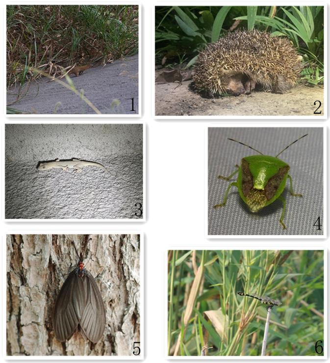 调查成果公布！新记录599种！_澎湃号·政务_澎湃新闻-The Paper