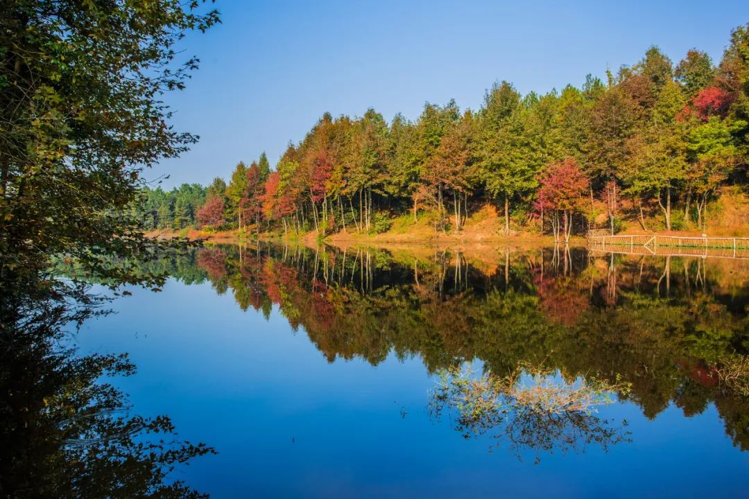 喜讯！麻城三地被评为“黄冈森林人家”_澎湃号·政务_澎湃新闻-The Paper