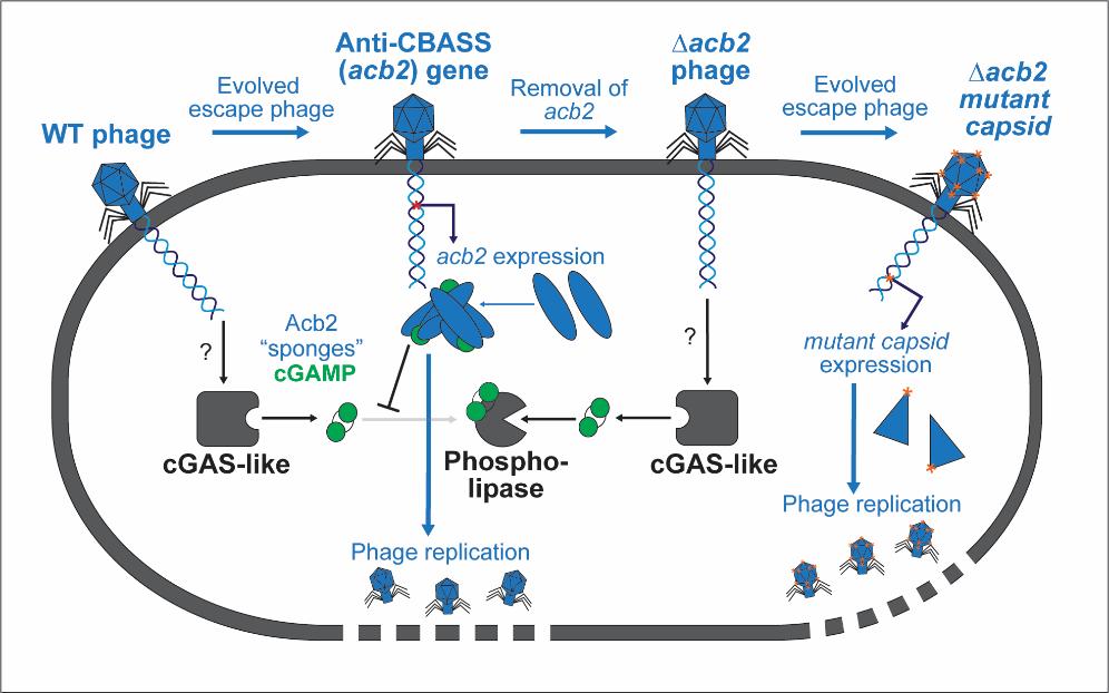 Cell:冯越/Bondy-Denomy揭示噬菌体抑制和逃逸细菌CBASS免疫系统的分子机制_澎湃号·湃客_澎湃新闻-The Paper