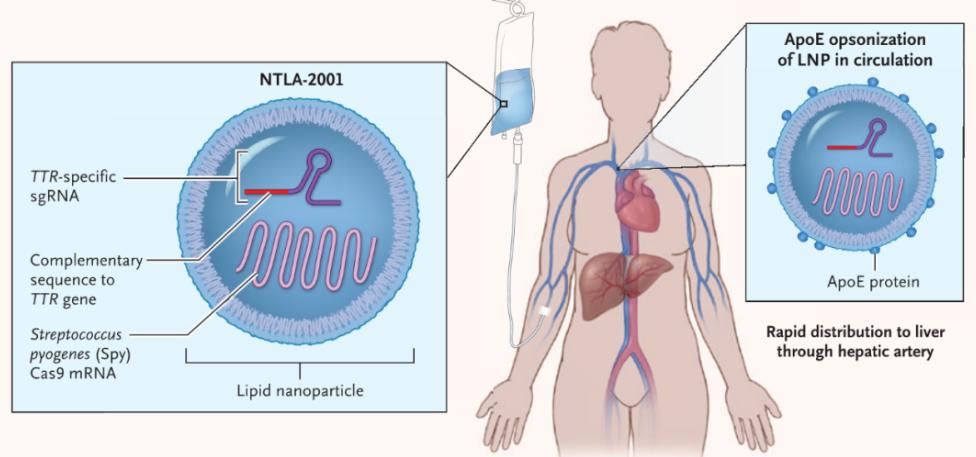 里程碑：FDA首次批准LNP递送的体内CRISPR基因编辑进行人体临床试验_澎湃号·湃客_澎湃新闻-The Paper