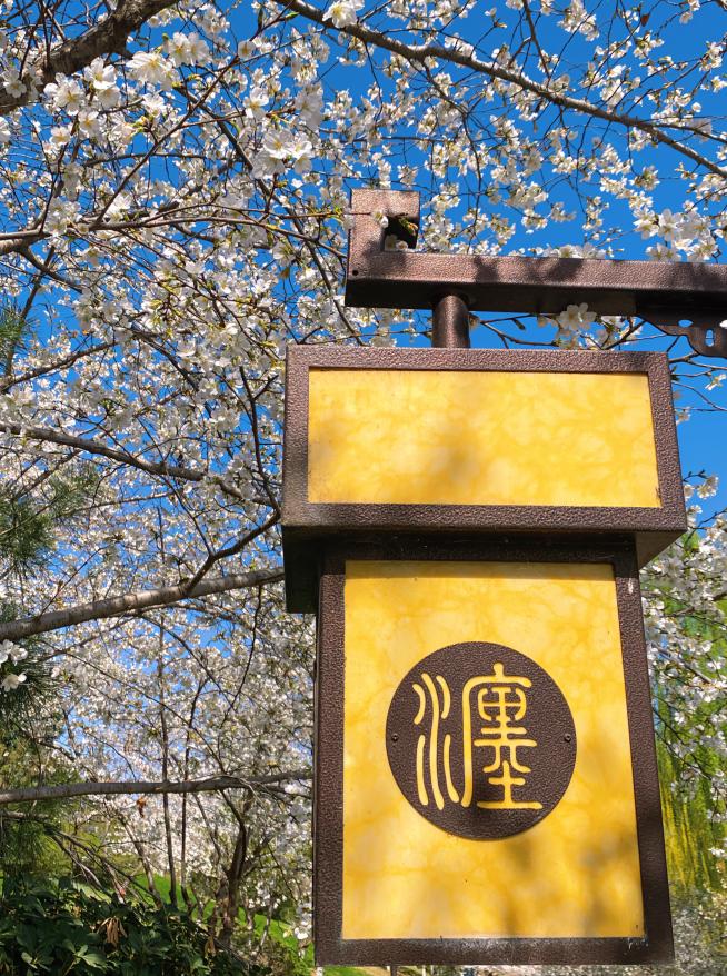 【美丽瀍河】瀍壑朱樱的樱花开了，快去打卡吧！_澎湃号·政务_澎湃新闻-The Paper