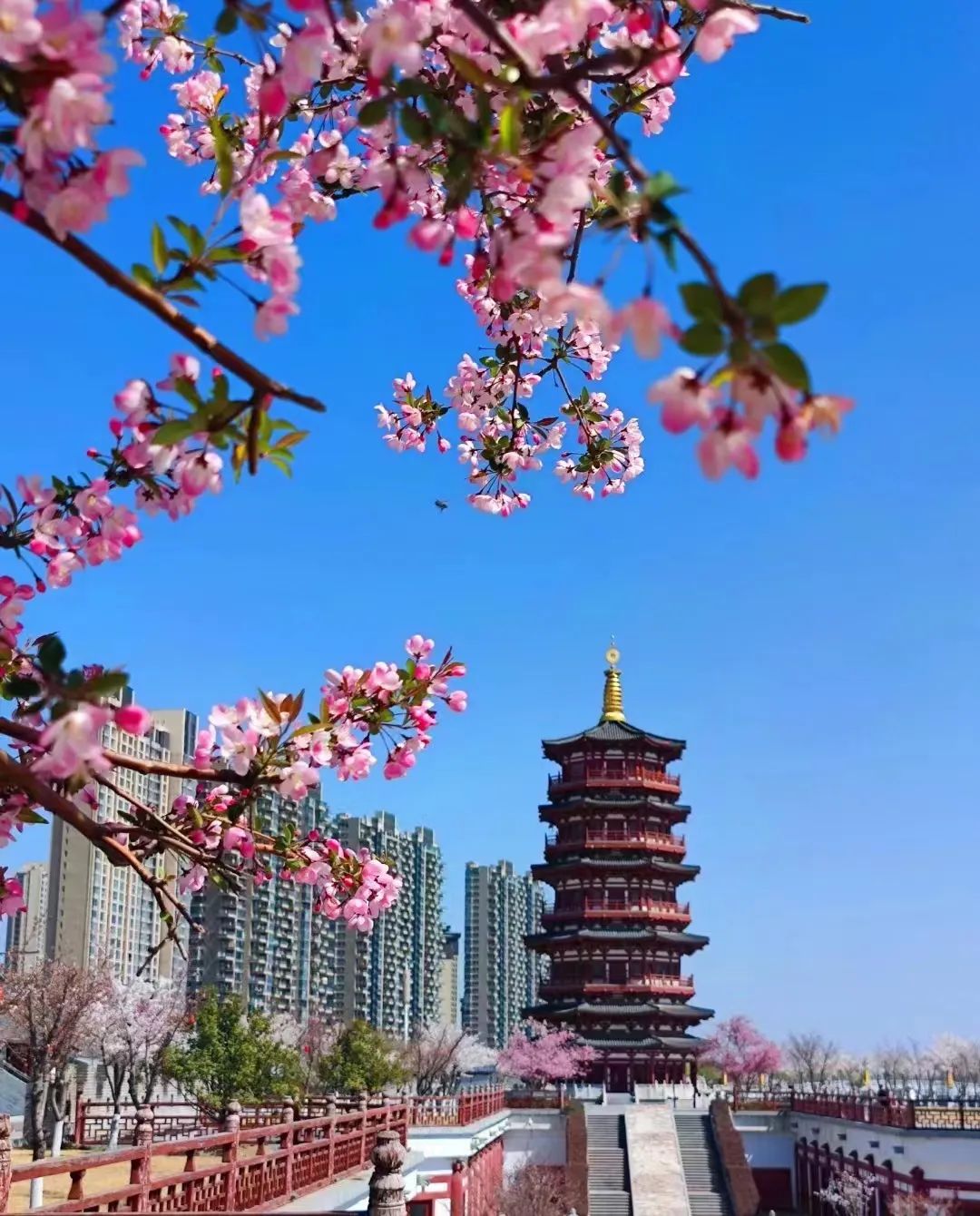 【美丽瀍河】瀍壑朱樱的樱花开了，快去打卡吧！_澎湃号·政务_澎湃新闻-The Paper