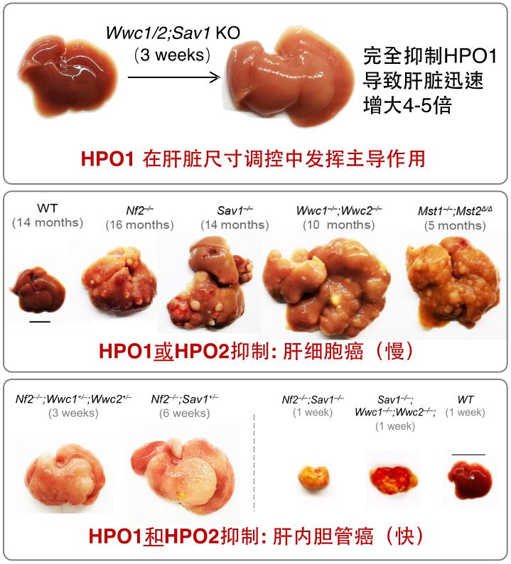 【学术前沿】EMBO J | 余发星团队提出Hippo通路双模块（HPO1/2）信号转导模型_澎湃号·政务_澎湃新闻-The Paper