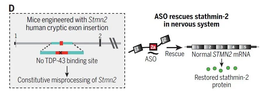 渐冻症患者为何终将瘫痪？_澎湃号·湃客_澎湃新闻-The Paper