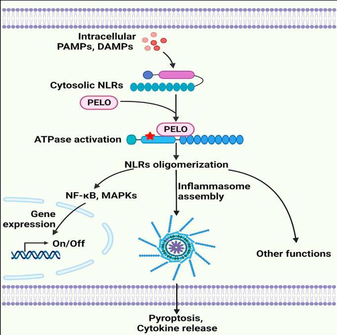 【学术前沿】Immunity | 韩家淮团队揭示NOD样受体家族蛋白寡聚化组装激活的范式
