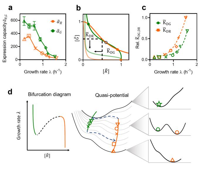 Nature子刊：中科院深圳先进院傅雄飞团队利用定量合成生物学探索细胞命运决定新机制_澎湃号·湃客_澎湃新闻-The Paper
