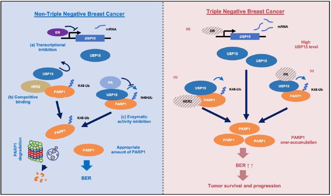 同济大学毛志勇团队揭示USP15-PARP1信号轴在三阴性乳腺癌进展及治疗中的关键作用_澎湃号·湃客_澎湃新闻-The Paper