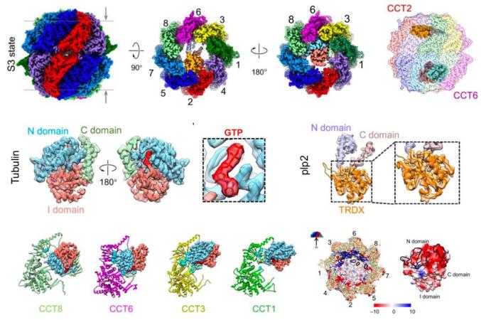 【科技前沿】 Sci Adv | 丛尧研究组揭示plp2协助TRiC/CCT执行关键细胞骨架蛋白折…