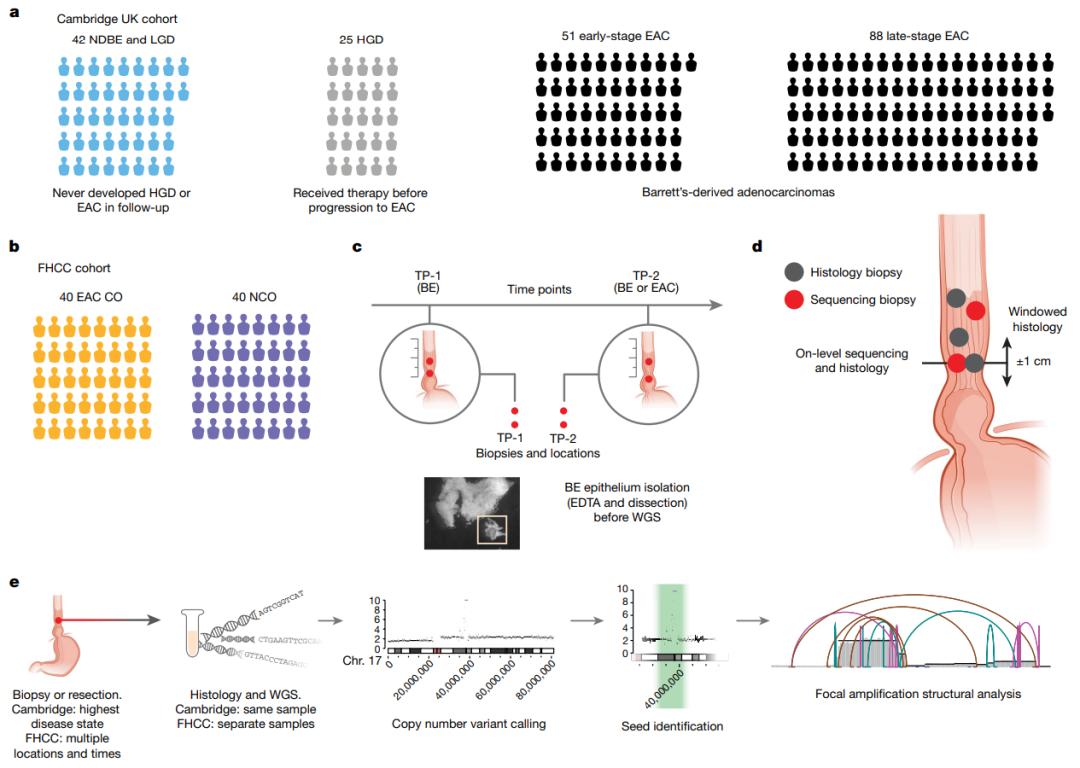 Nature：吴思涵等发现非癌组织中也会出现ecDNA，并促进癌症形成_澎湃号·湃客_澎湃新闻-The Paper
