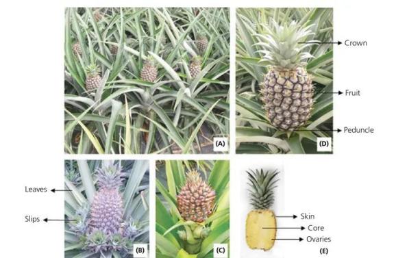 菠萝为什么没有菠萝籽？_澎湃号·政务_澎湃新闻-The Paper