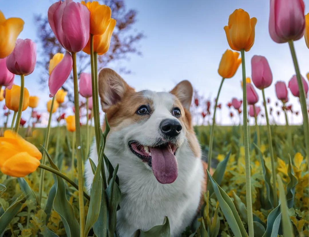 周榜｜尼泊尔的赛博朋克，和世界屋脊上的4K环游_澎湃号·湃客_澎湃新闻-The Paper