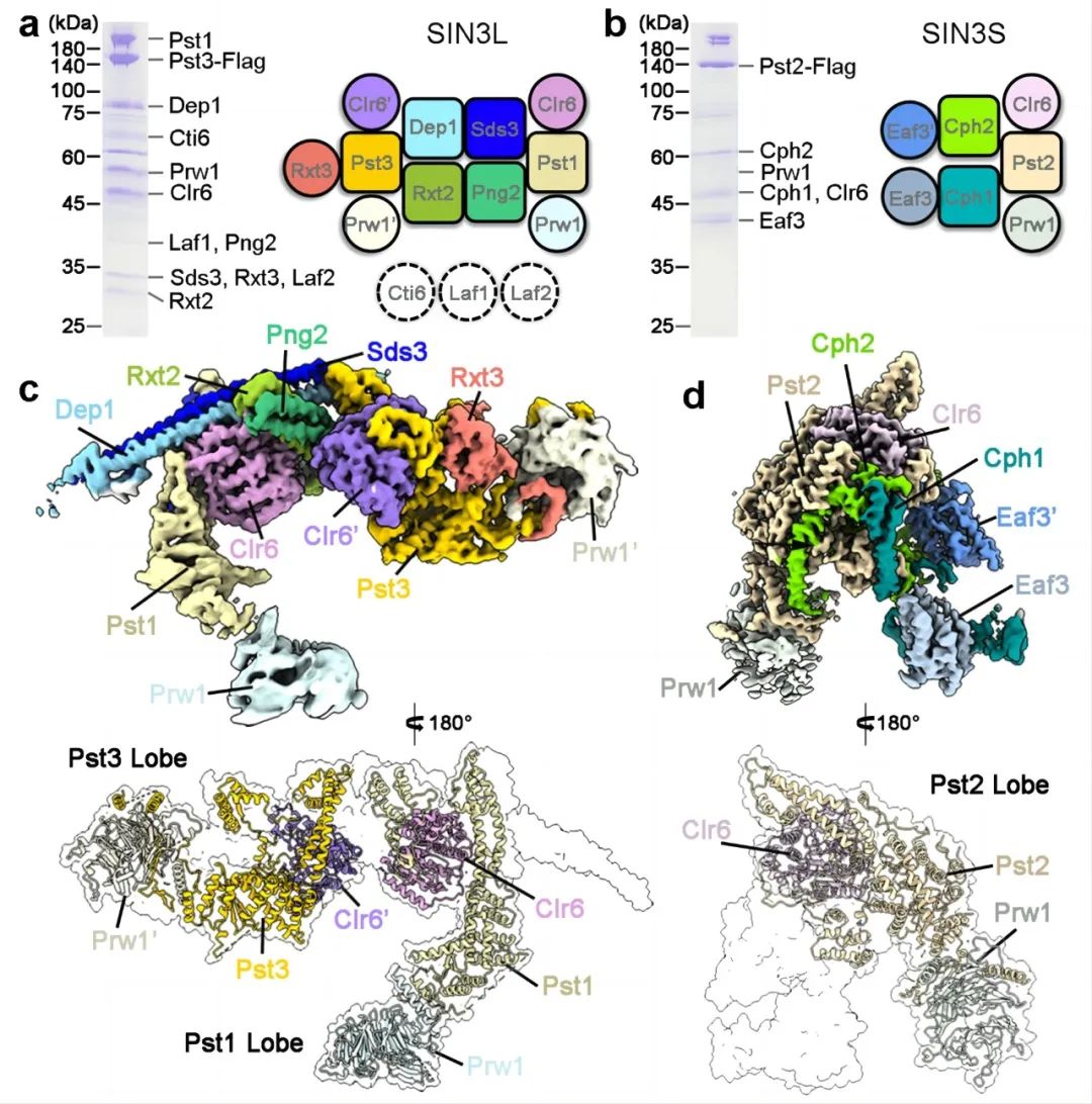 西湖大学施一公团队揭示SIN3组蛋白去乙酰化酶复合物的两种组装模式_澎湃号·湃客_澎湃新闻-The Paper