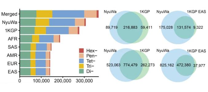 【科技前沿】Nat Commun | 徐涛/何顺民团队解析中国人群基因组微卫星变异图谱