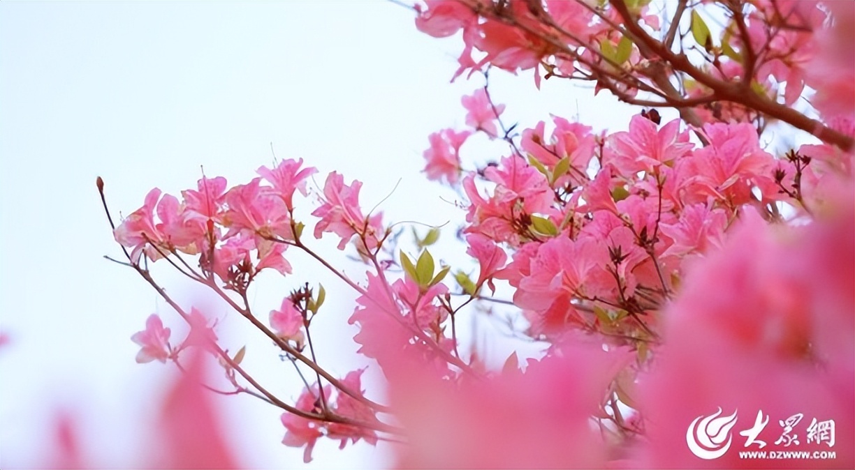 寻找最美春天|美出天际！五莲杜鹃花惊艳绽放！_澎湃号·政务_澎湃新闻-The Paper