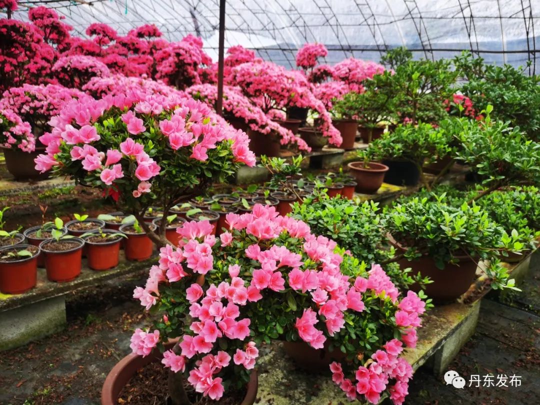 【三美】杜鹃花开迎客来_澎湃号·政务_澎湃新闻-The Paper