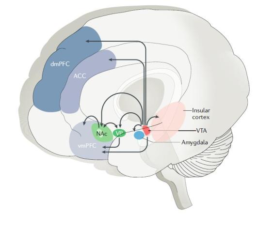 你如何成为现在认知中的自己？认识大脑vmPFC区域_澎湃号·湃客_澎湃新闻-The Paper