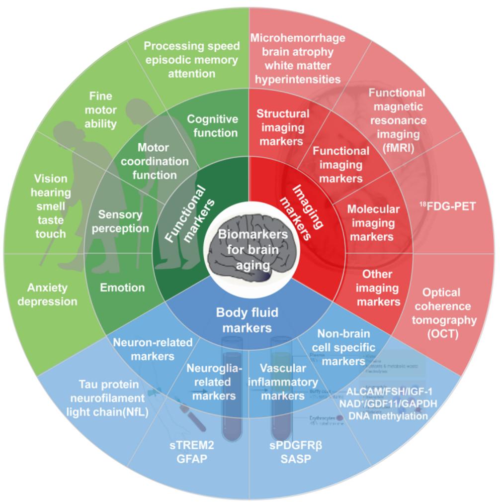 【学术前沿】中国衰老标志物研究联合体发布脑衰老标志物专家共识（2023）