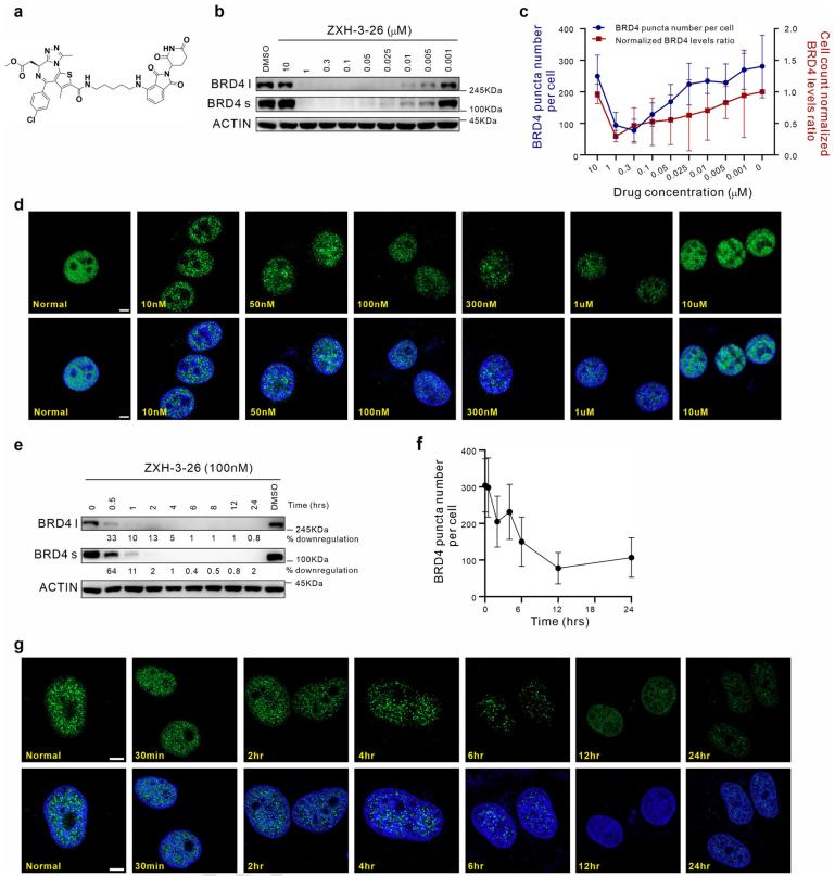 清华大学饶燏团队等首次将PROTAC技术应用于相分离研究_澎湃号·湃客_澎湃新闻-The Paper