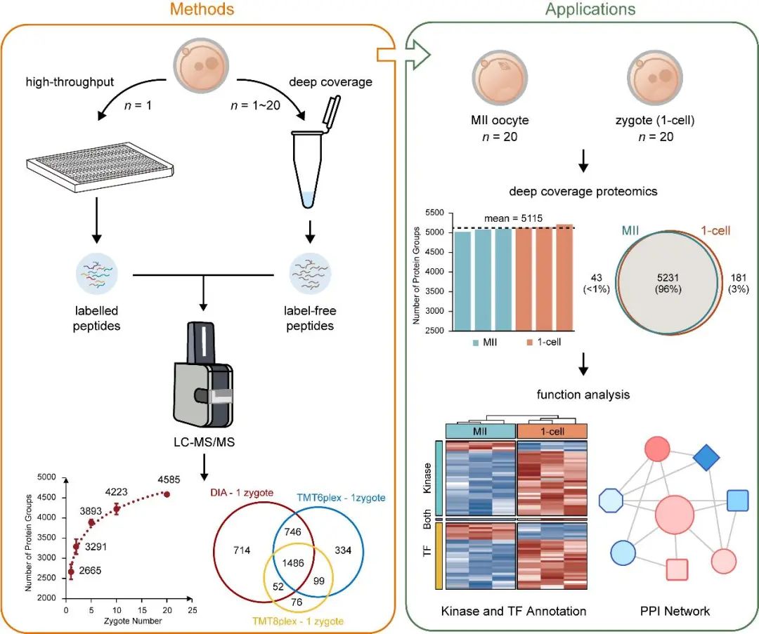 公共卫生学院王慧/李辰等团队研发超敏蛋白质组技术并描绘小鼠胚胎母源-合子转换早期阶段的深度景观_澎湃号·湃客_澎湃新闻-The Paper