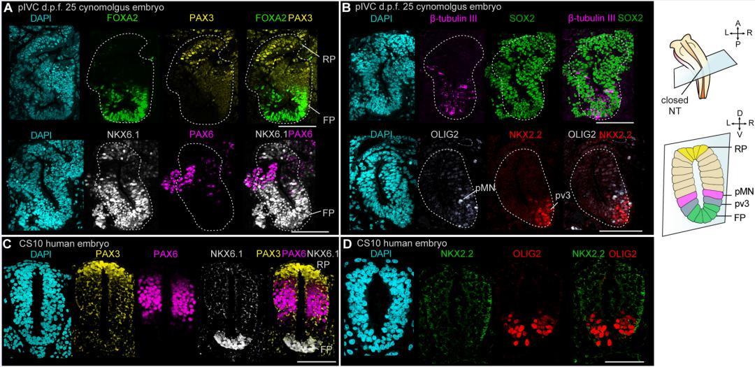 两篇Cell重磅背靠背研究，实现了食蟹猴胚胎体外25天的长时程培养_澎湃号·湃客_澎湃新闻-The Paper