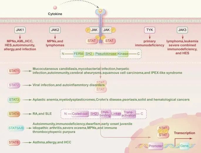 浙大李兰娟等团队合作发表JAK-STAT信号通路在癌症等关联疾病中的全面应用机制_澎湃号·湃客_澎湃新闻-The Paper