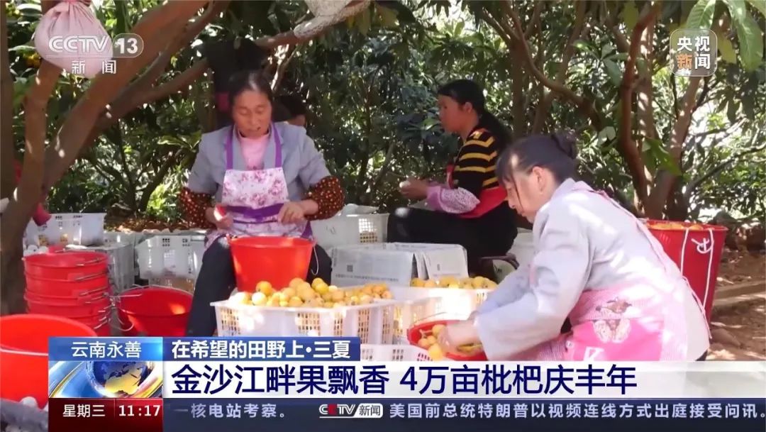 【央视CCTV-13】云南永善4万亩枇杷庆丰年 走进央视“新闻直播间”_澎湃号·政务_澎湃新闻-The Paper