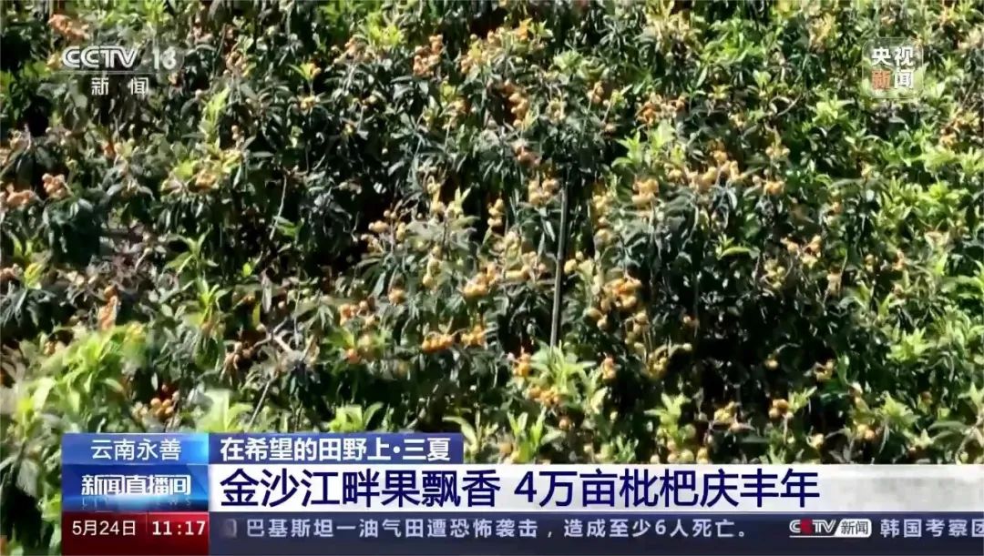 【央视CCTV-13】云南永善4万亩枇杷庆丰年 走进央视“新闻直播间”_澎湃号·政务_澎湃新闻-The Paper