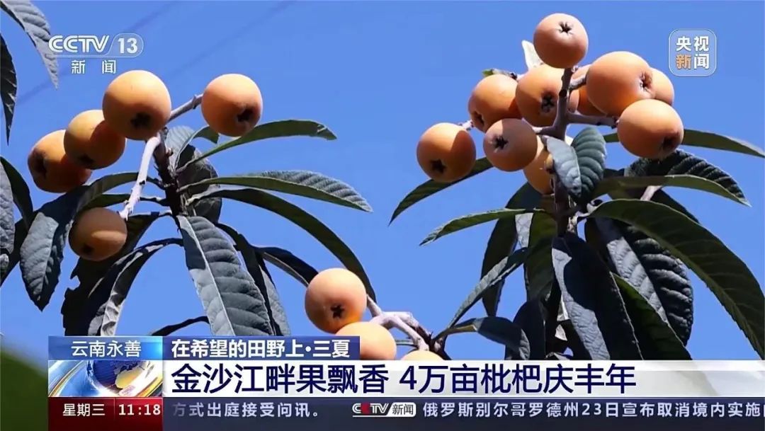 【央视CCTV-13】云南永善4万亩枇杷庆丰年 走进央视“新闻直播间”_澎湃号·政务_澎湃新闻-The Paper