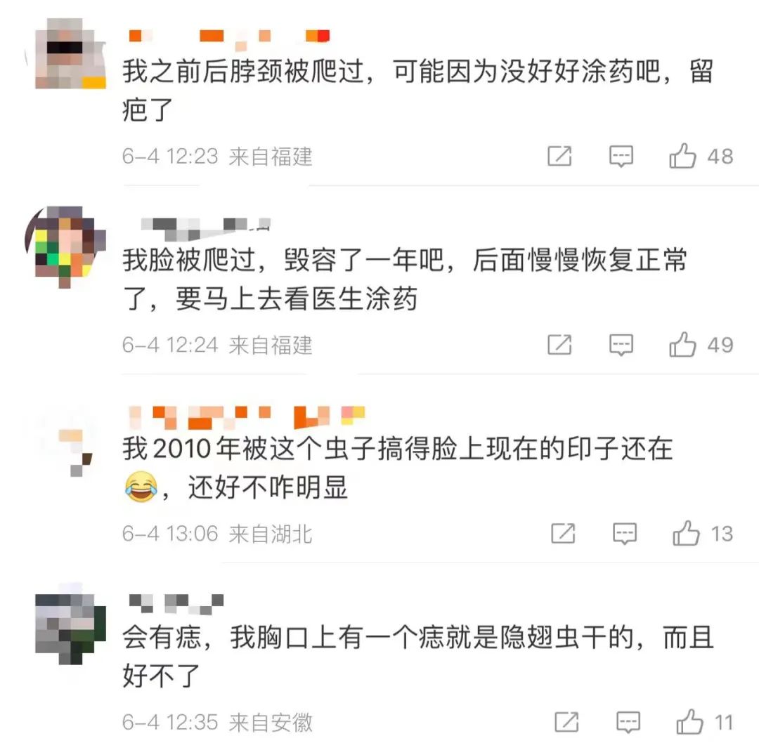 这种虫,冲上热搜第一!千万别拍 澎湃号·政务 澎湃新闻 The Paper