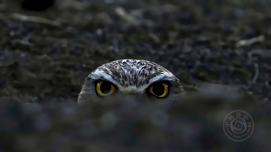 获奖公布 | 2023第四届全球华摄GCPA国际摄影大赛（自然组鸟类主题）_澎湃号·湃客_澎湃新闻-The Paper