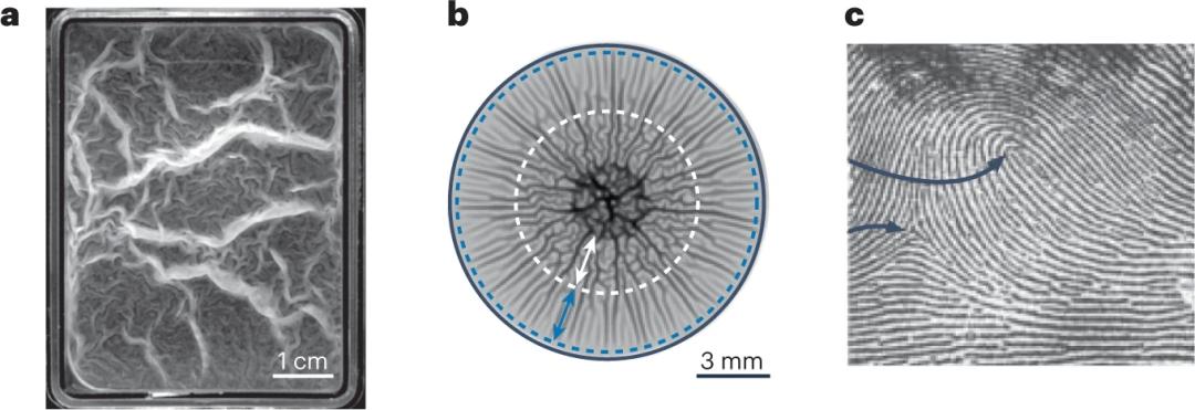 Nat.Rev.Phys.观点：活性物质物理学的新方向——增殖_澎湃号·湃客_澎湃新闻-The Paper