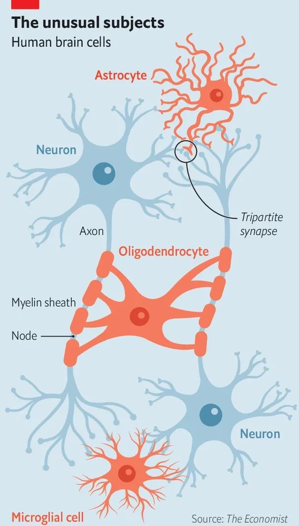 神经元并非独行侠，大脑另有思考者_澎湃号·湃客_澎湃新闻-The Paper