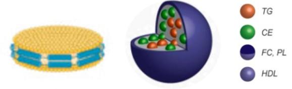【前沿科普】“血管清道夫”——高密度脂蛋白