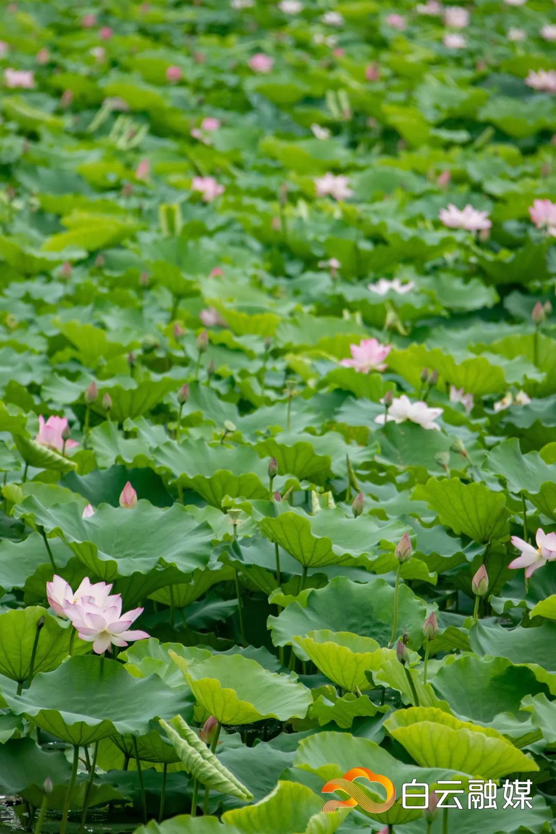 “荷”你相遇！白云的荷花悄然绽放，在这里→