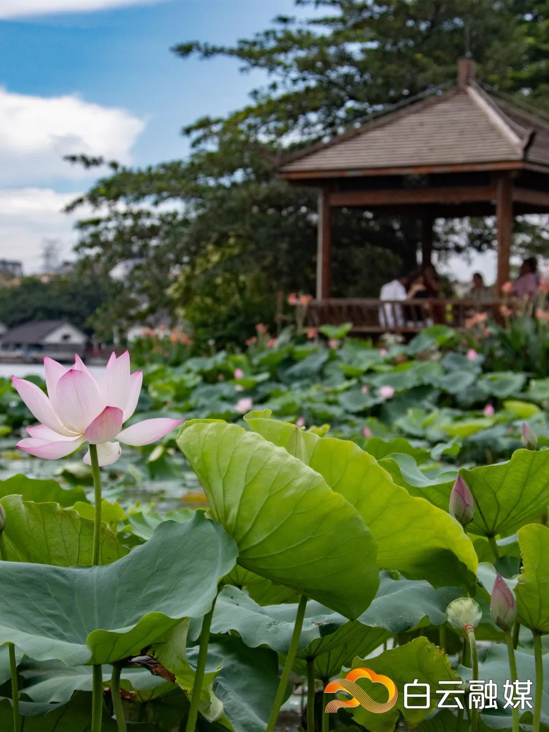 “荷”你相遇！白云的荷花悄然绽放，在这里→