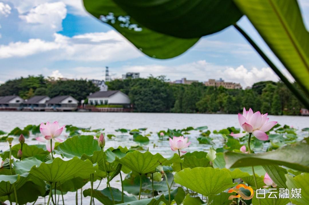 “荷”你相遇！白云的荷花悄然绽放，在这里→