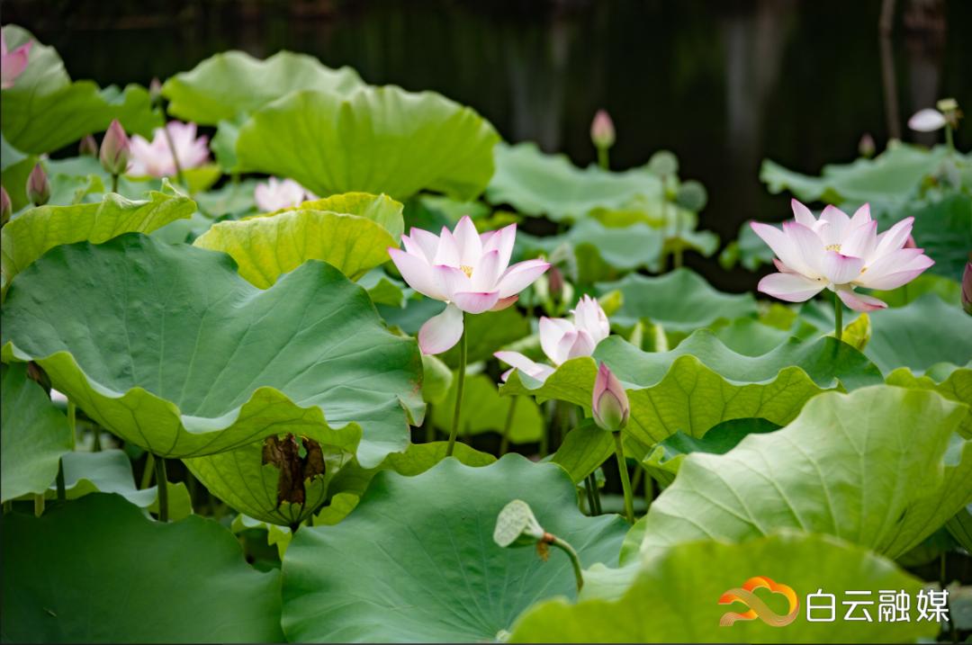 “荷”你相遇！白云的荷花悄然绽放，在这里→