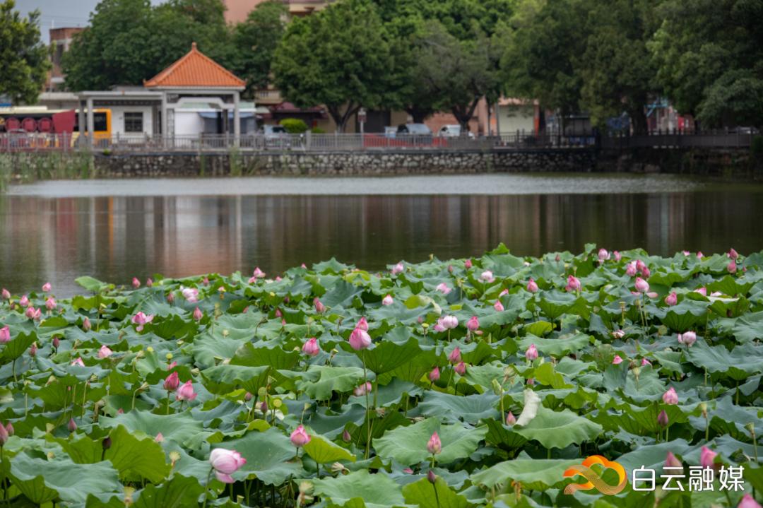 “荷”你相遇！白云的荷花悄然绽放，在这里→