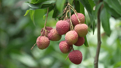 惠州这份甜滋滋，你尝了吗？