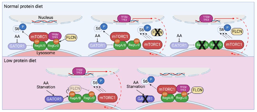 Nature：李明团队揭示巨噬细胞与癌细胞之间的竞争，带来癌症治疗新靶点_澎湃号·湃客_澎湃新闻-The Paper