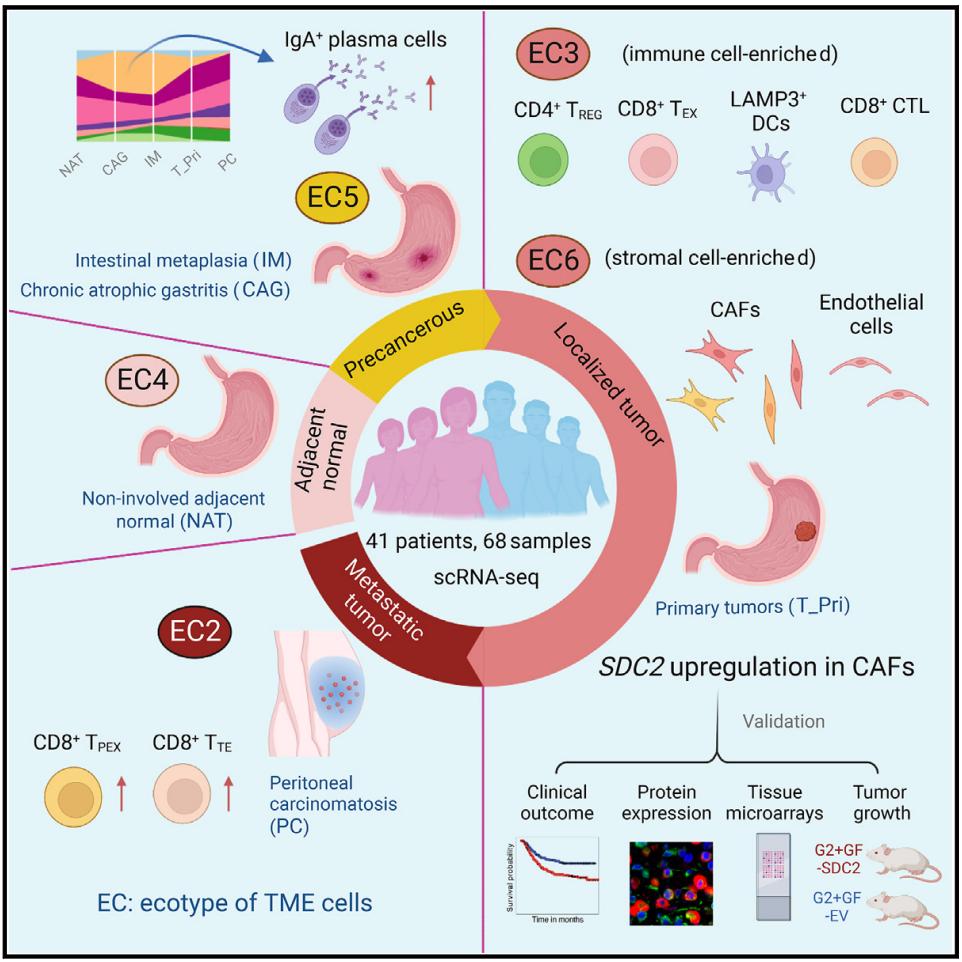 Cancer Cell：王凌华团队在单细胞层面描绘胃癌进展过程中免疫和间质细胞状态及生态型演变_澎湃号·湃客_澎湃新闻-The Paper