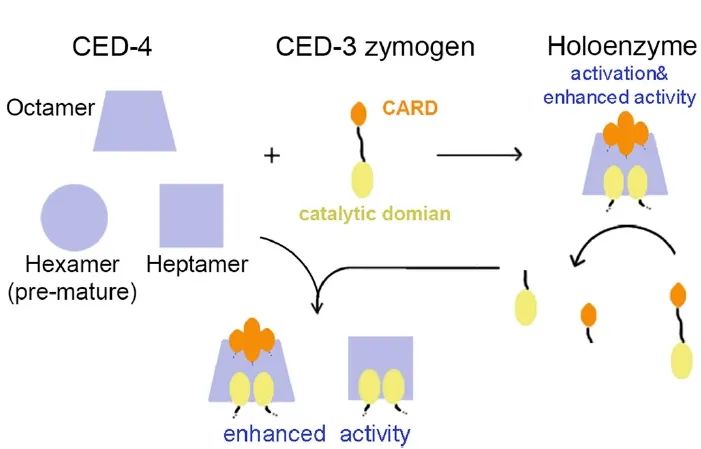 重磅，清华大学/西湖大学施一公团队再取进展_澎湃号·湃客_澎湃新闻-The Paper