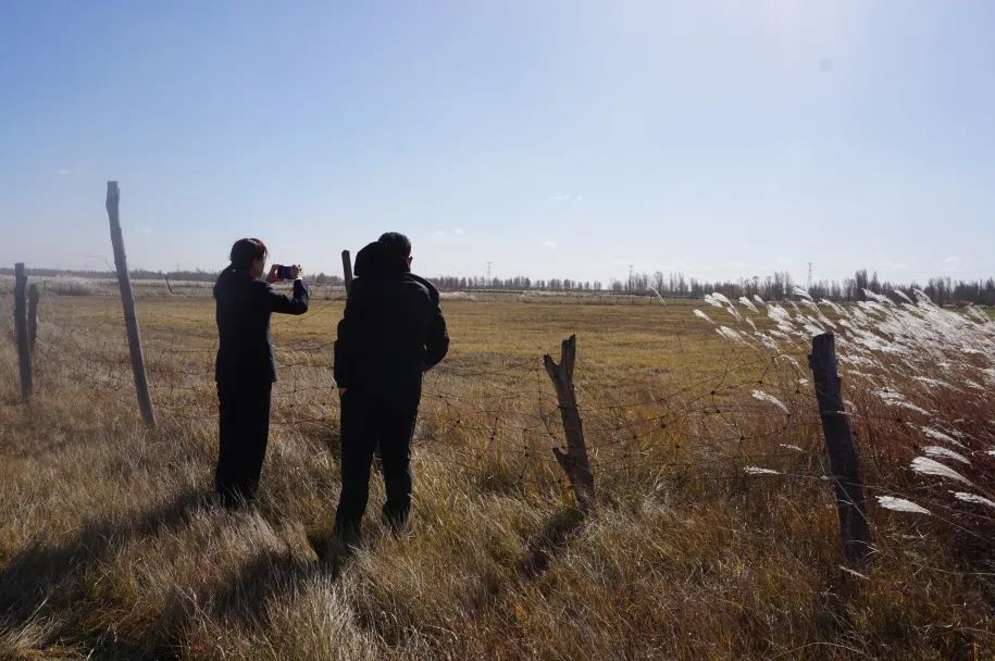 天骄·检益丨鄂尔多斯荒漠化防治典型案例展示（一）以检察之名 护佑古老濒危植物_澎湃号·政务_澎湃新闻-The Paper