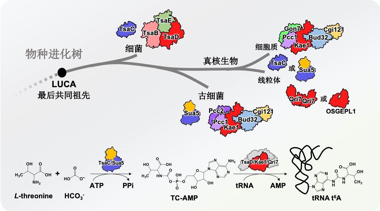 兰州大学研究团队在核酸修饰领域取得新发现