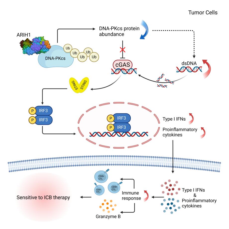 Nature子刊：夏宏光团队发现ARIH1激活STING介导的T细胞活化，使肿瘤对免疫检查点阻断敏感_澎湃号·湃客_澎湃新闻-The Paper