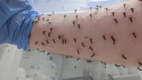 【科学百科】被 15000 只蚊子咬，人会被吸干吗？（密恐慎点！）