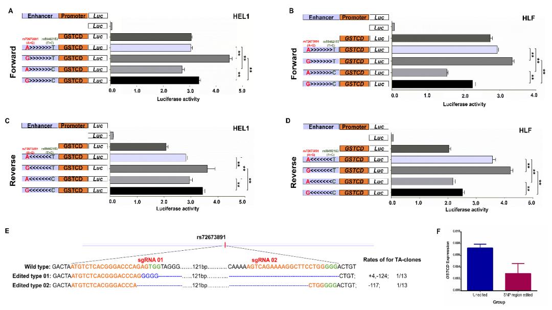 张亚平院士团队iScience：慢性阻塞性肺疾病遗传学调控新机制