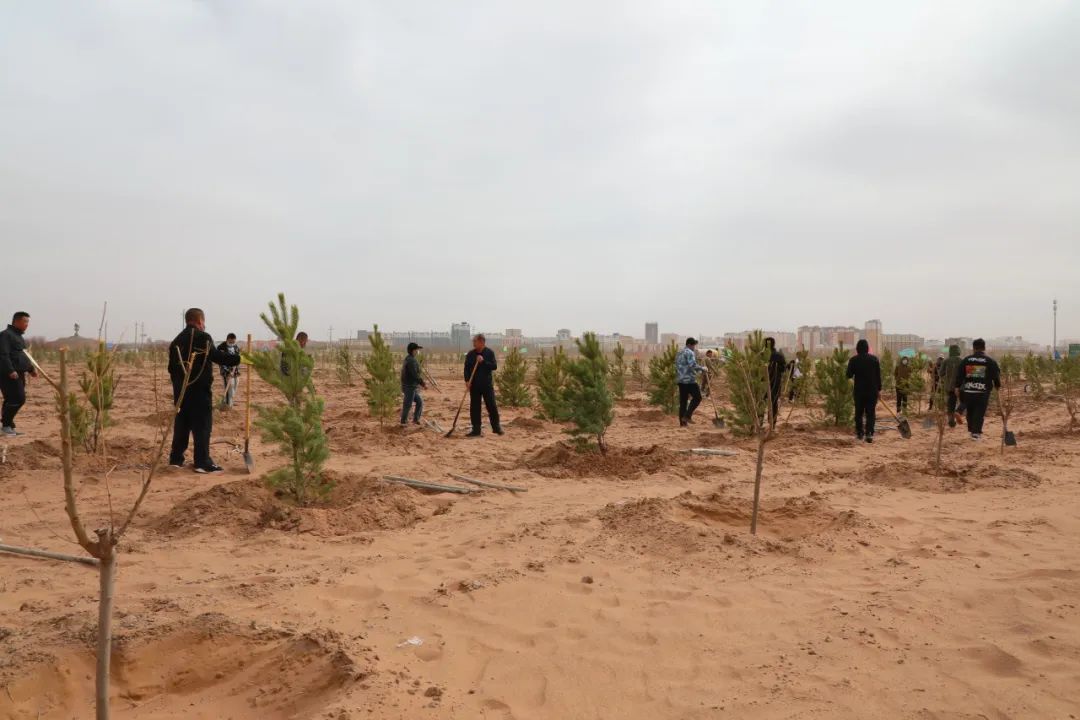 天骄·检益丨鄂尔多斯荒漠化防治典型案例展示（五）“检察公益林”的前世今生_澎湃号·政务_澎湃新闻-The Paper