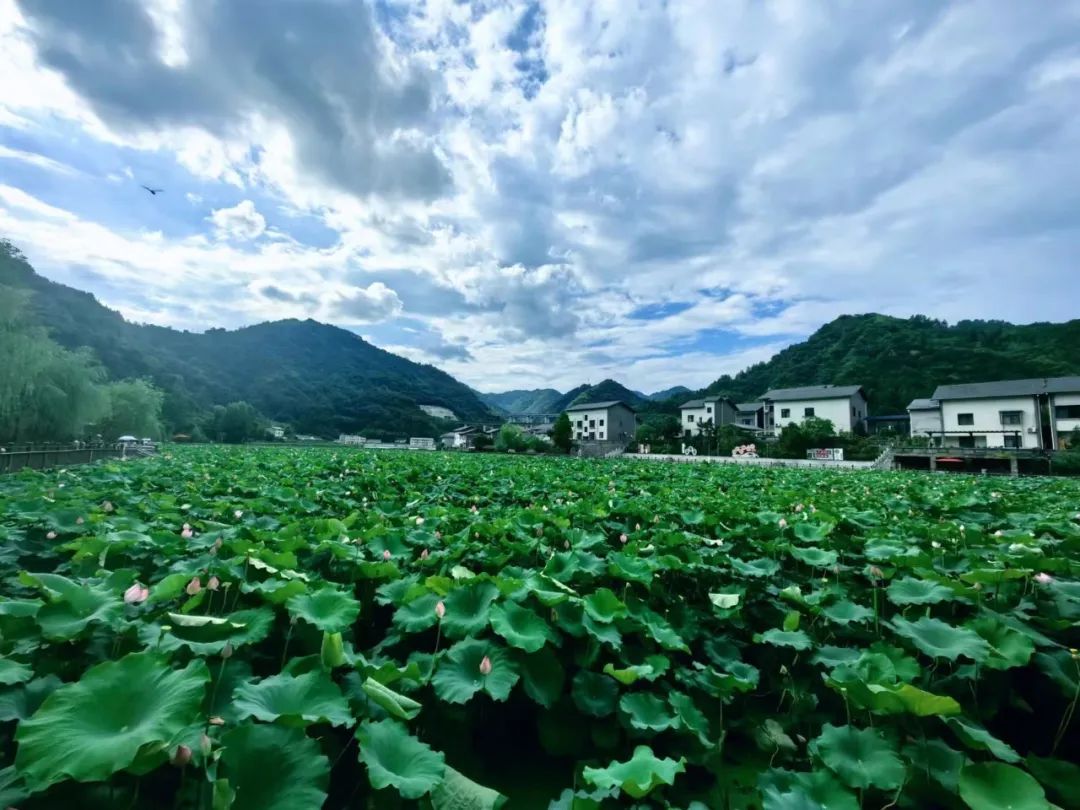 盛夏限定！十堰荷塘的香气，你闻到了吗？澎湃号·政务澎湃新闻 The Paper 8045